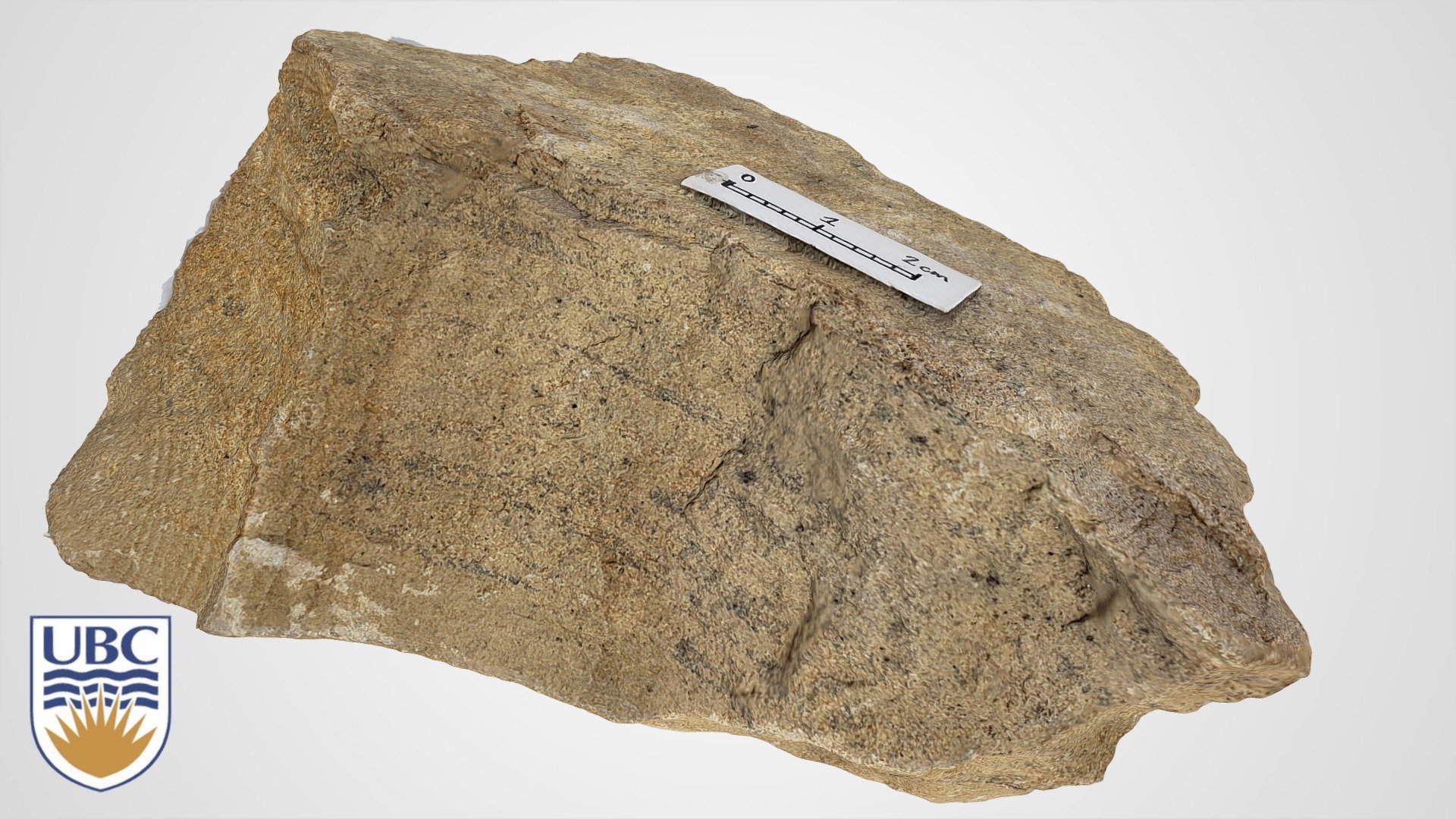 Muav Limestone representative sample - 3D model by Nichole Moerhuis ...