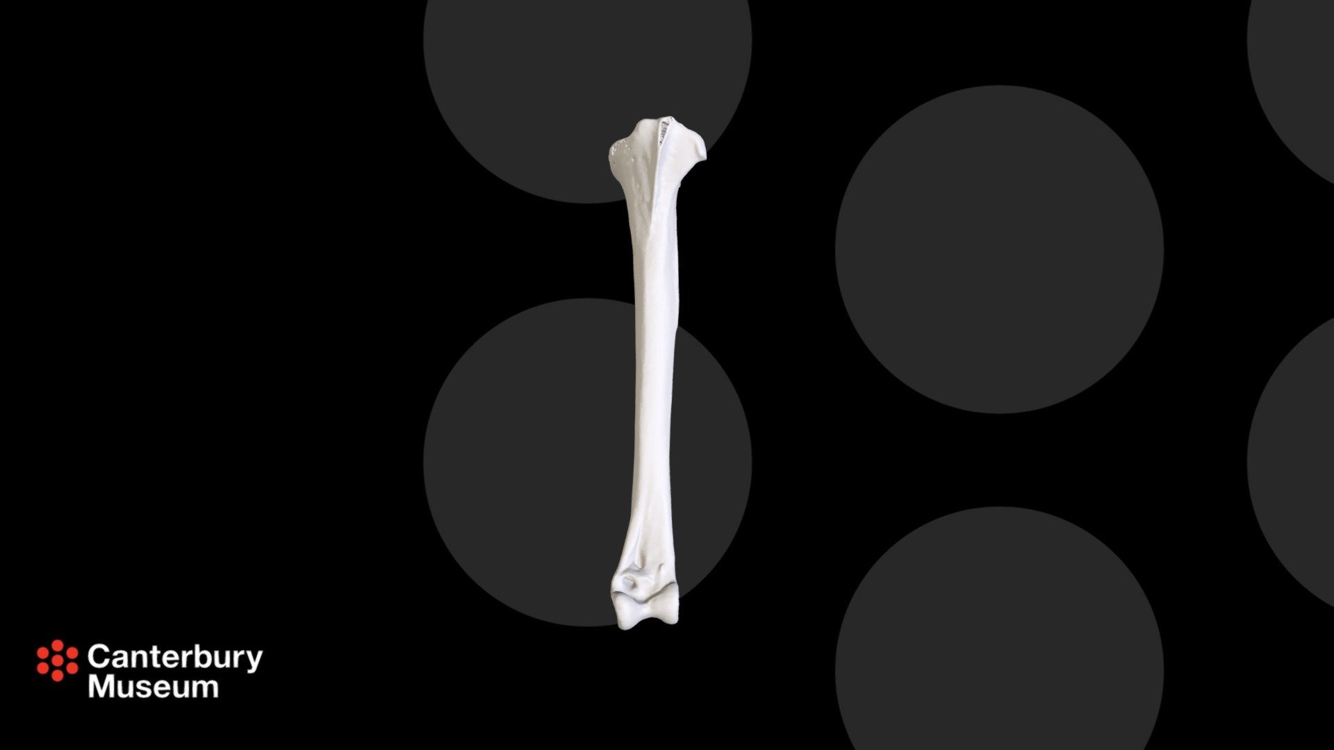 Upland Moa Megalapteryx didinus tibiotarsus - 3D model by Canterbury ...