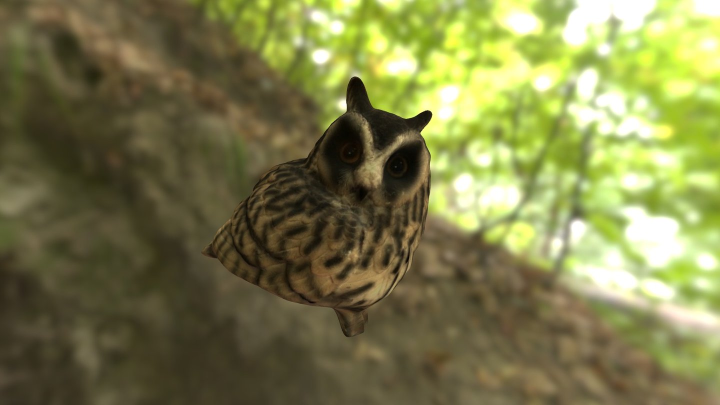 Owl 360 - 3D model by nathan.berks [72ad7ee] - Sketchfab