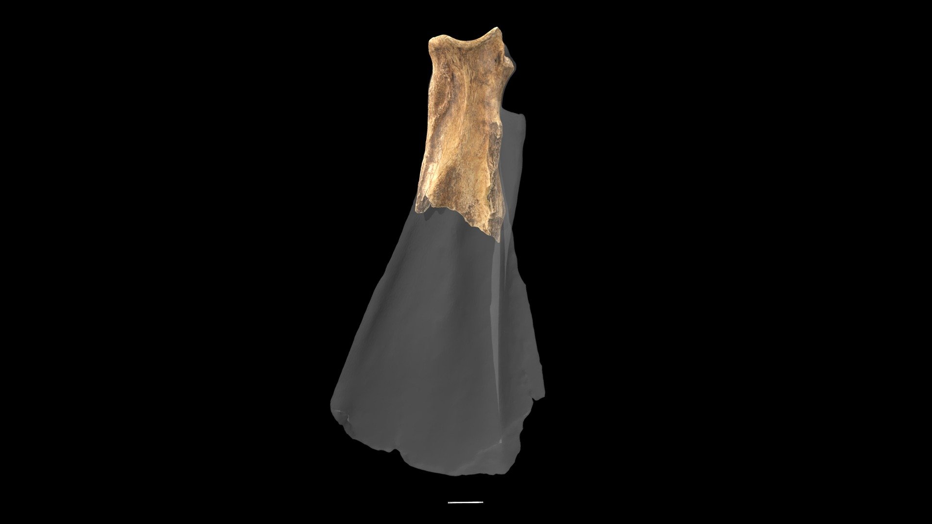 Bison Scapula Hoe fragment with full scapula - 3D model by danderson4 ...