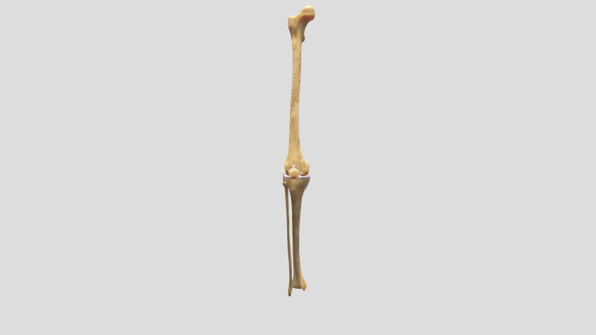 Knee bone degraded - 3D model by albino_aqua (@Blue_albino) [72b7a77 ...
