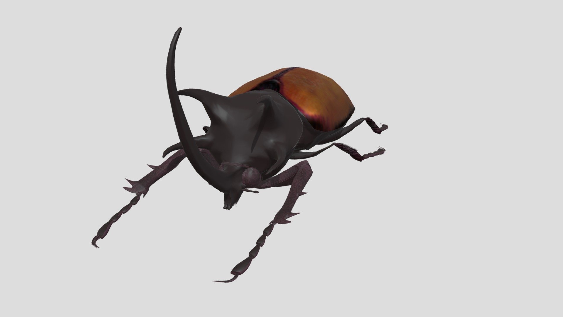 Beetle - Download Free 3D model by victorberdugo1 [72bd8df] - Sketchfab