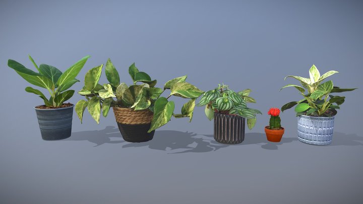 Golden-pothos 3D models - Sketchfab