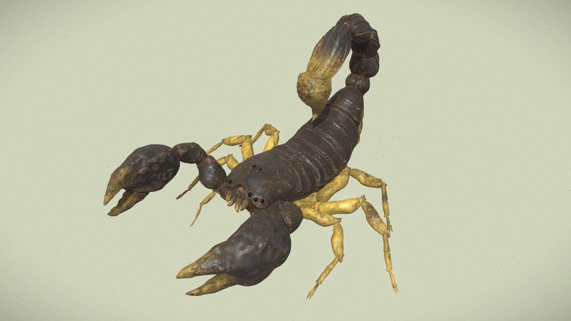 Scorpion Model - 3D model by S_Mermaid [72d0a8d] - Sketchfab