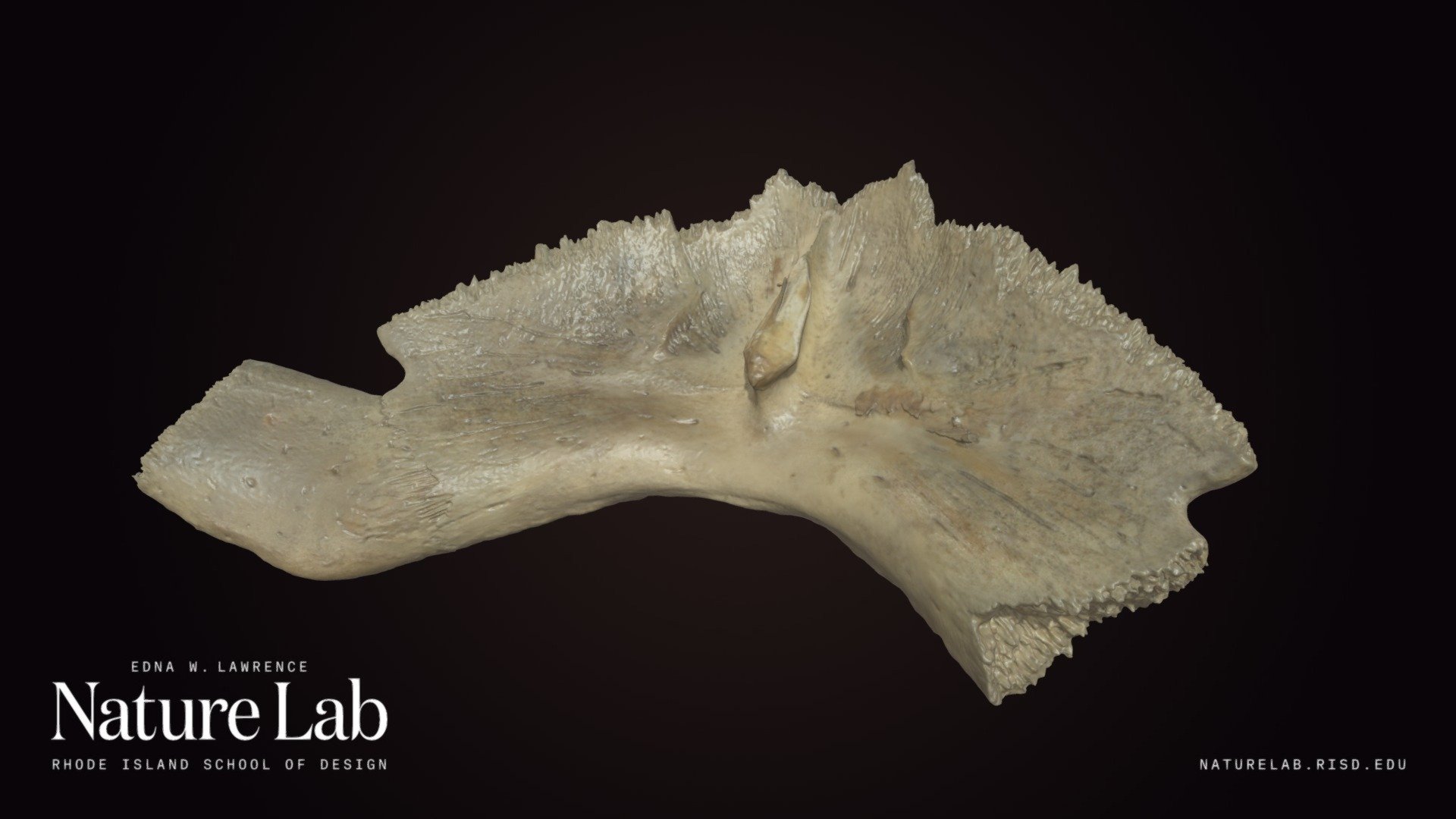 Turtle Carapace Section - Download Free 3D model by RISD Nature Lab ...