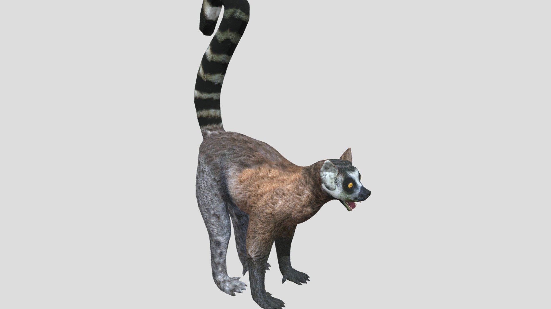 Lemur - Buy Royalty Free 3D model by rmilushev [72dbbcd] - Sketchfab Store
