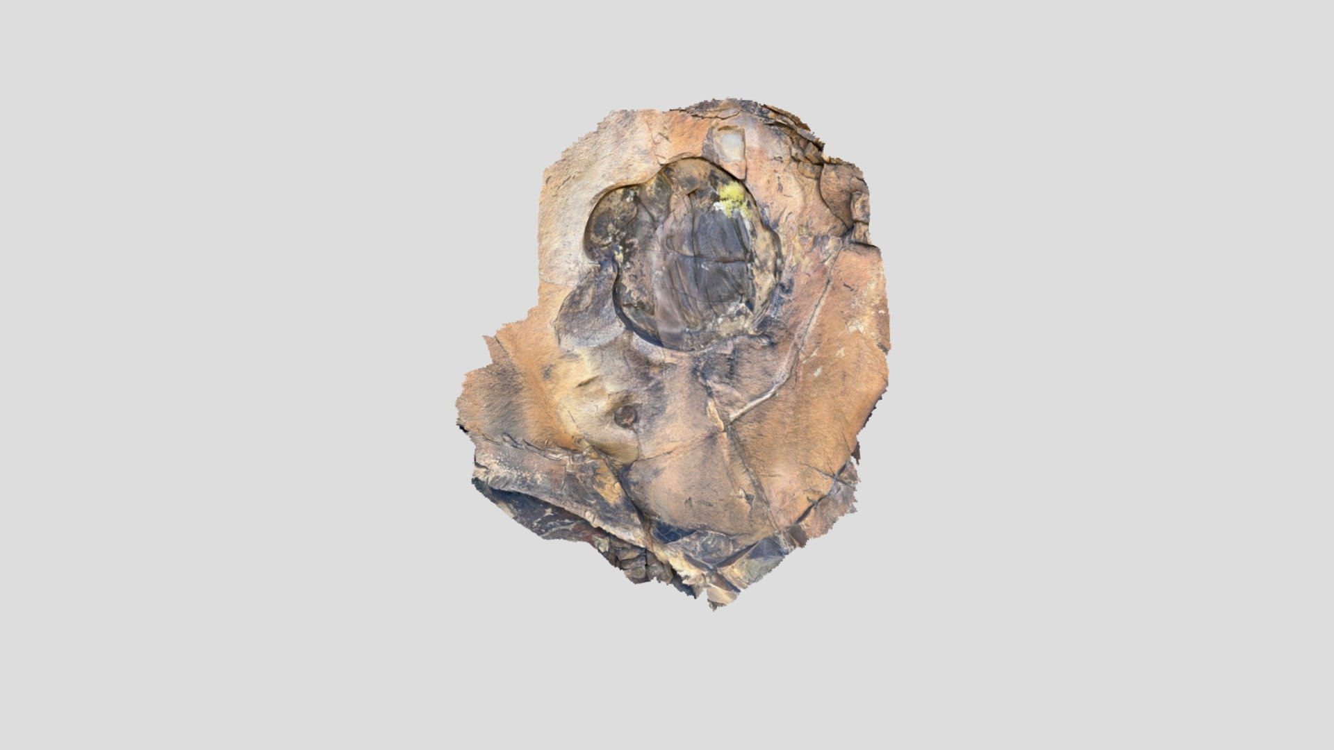 LSJ5 - large clast - Download Free 3D model by mineralfellow [72e3077 ...