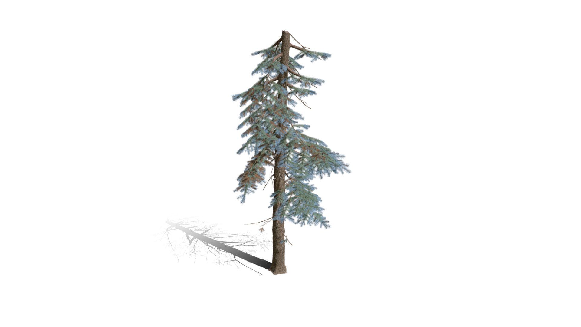 Realistic HD Colorado Blue spruce Koster (41/43) - Download Free 3D ...