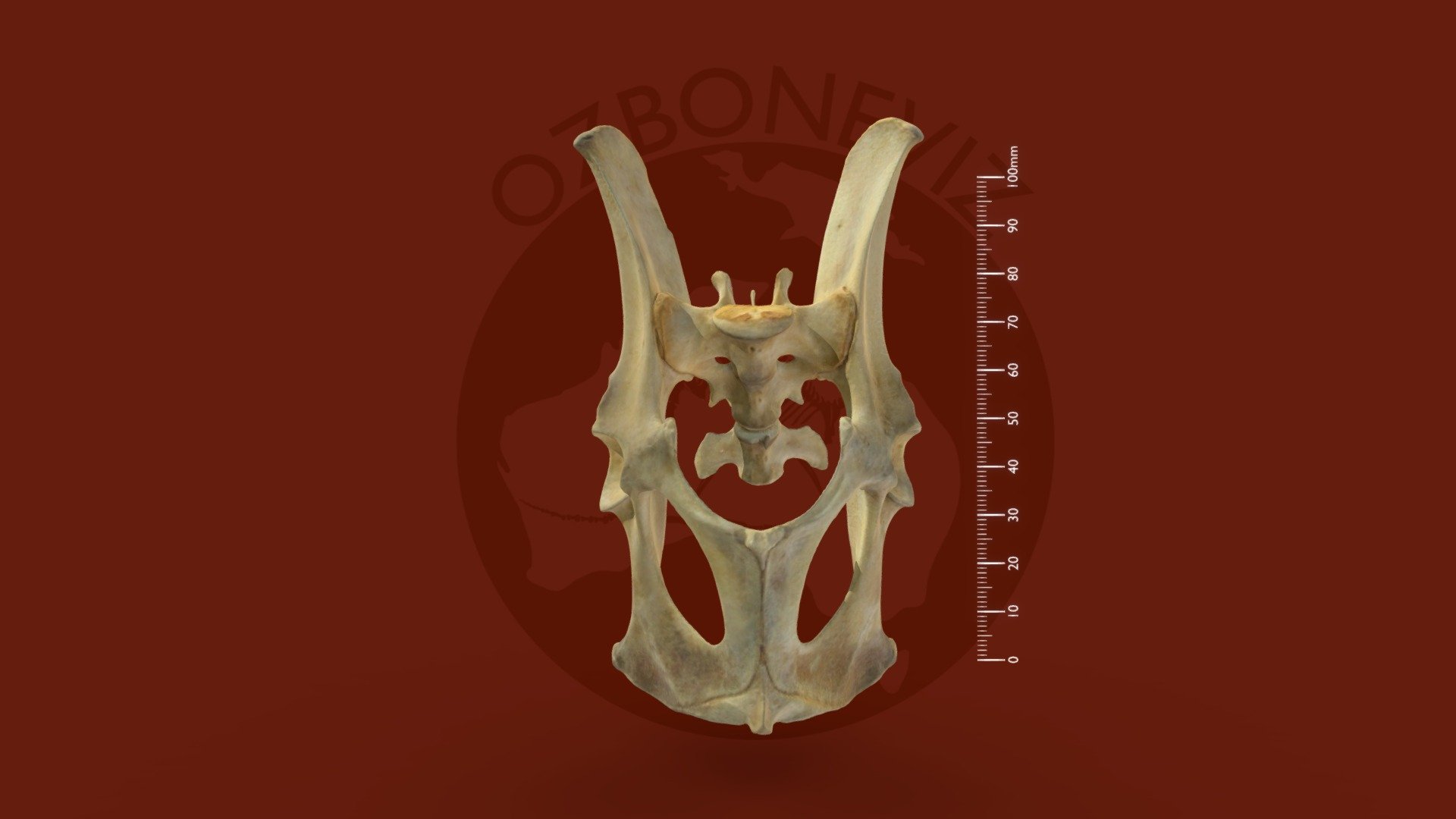 Red-legged pademelon pelvis - 3D model by Ozboneviz [72e51b9] - Sketchfab