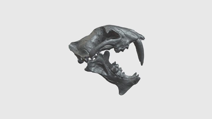 Smilodon 3d Models Sketchfab