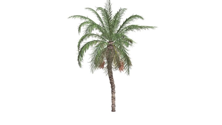 Palm-tree 3D models - Sketchfab