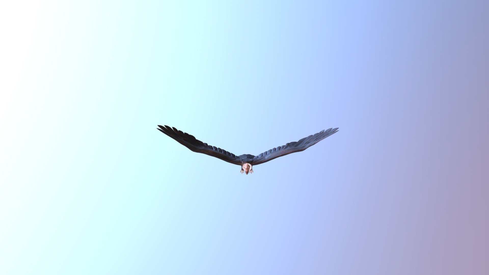 Condor Animado - 3D model by eltelegrafoec [72f05c8] - Sketchfab
