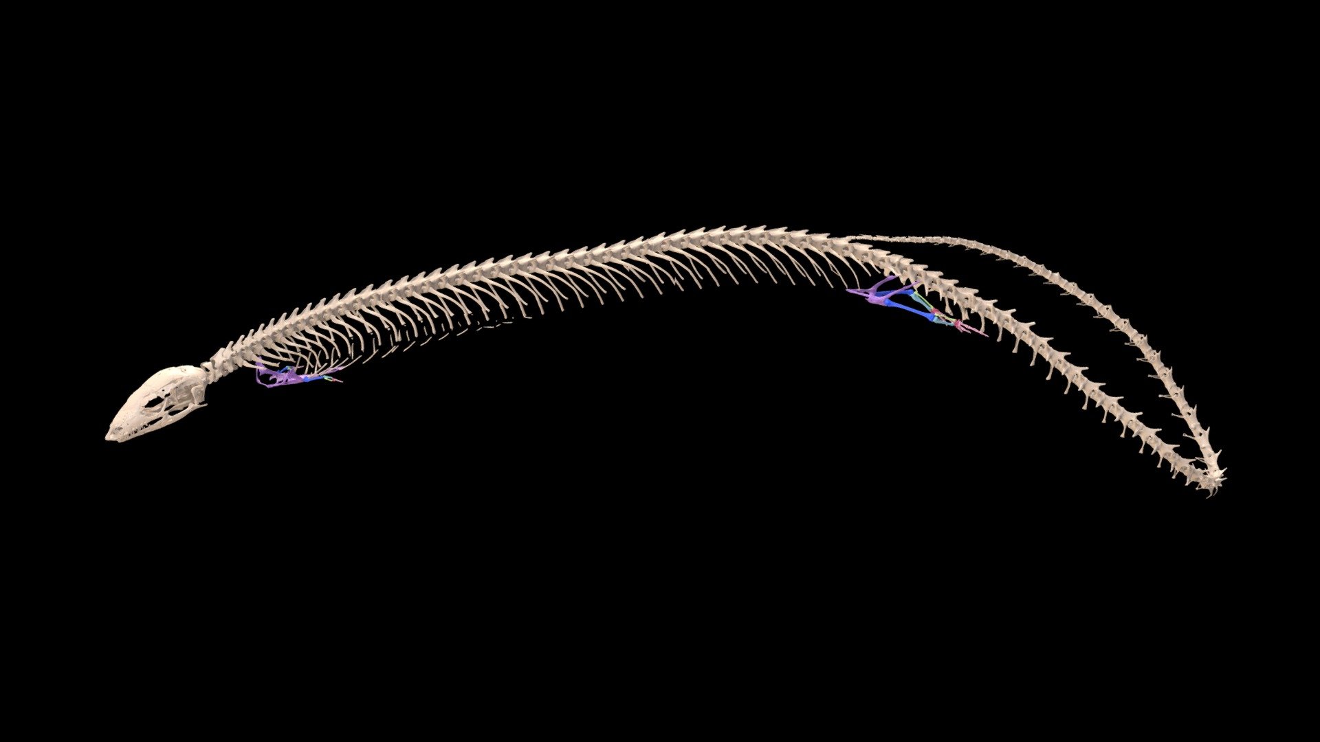 Florida sand skink skeleton with reduced limbs - 3D model by Blackburn ...