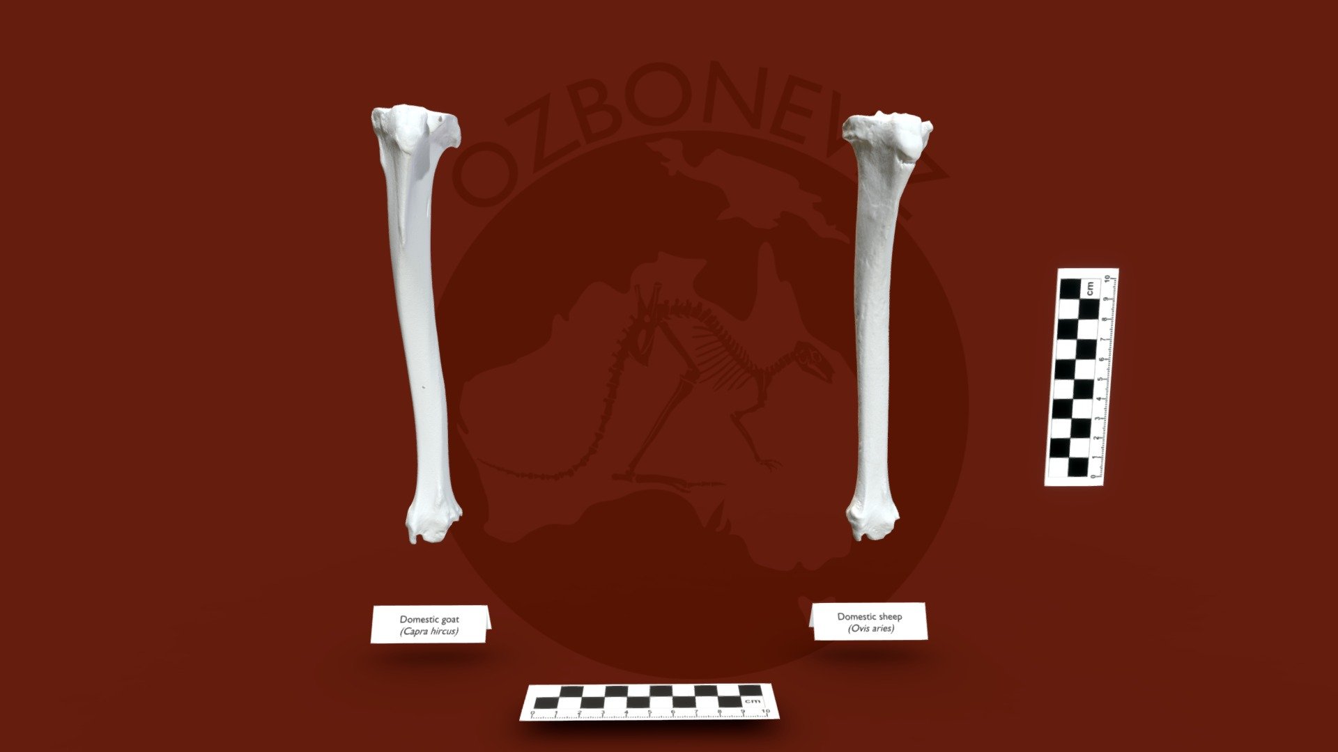 Sheep and goat tibia - 3D model by Ozboneviz [72fa3ce] - Sketchfab