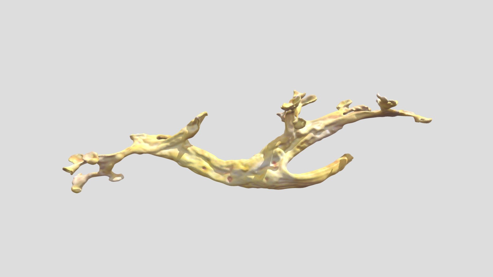 Renal calyces (cow) - 3D model by University of Sarajevo - Veterinary ...