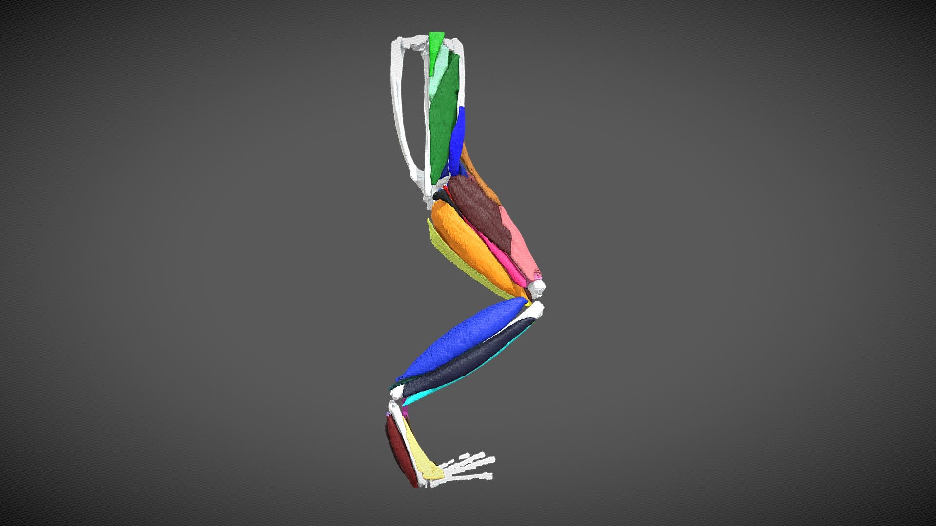 Rana temporaria - diceCT frog - 3D model by Leavey Lab (@aleavey ...