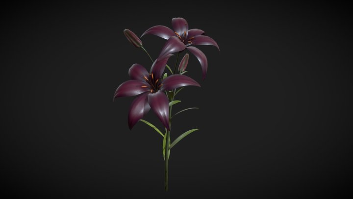 Lily-flower 3D models - Sketchfab