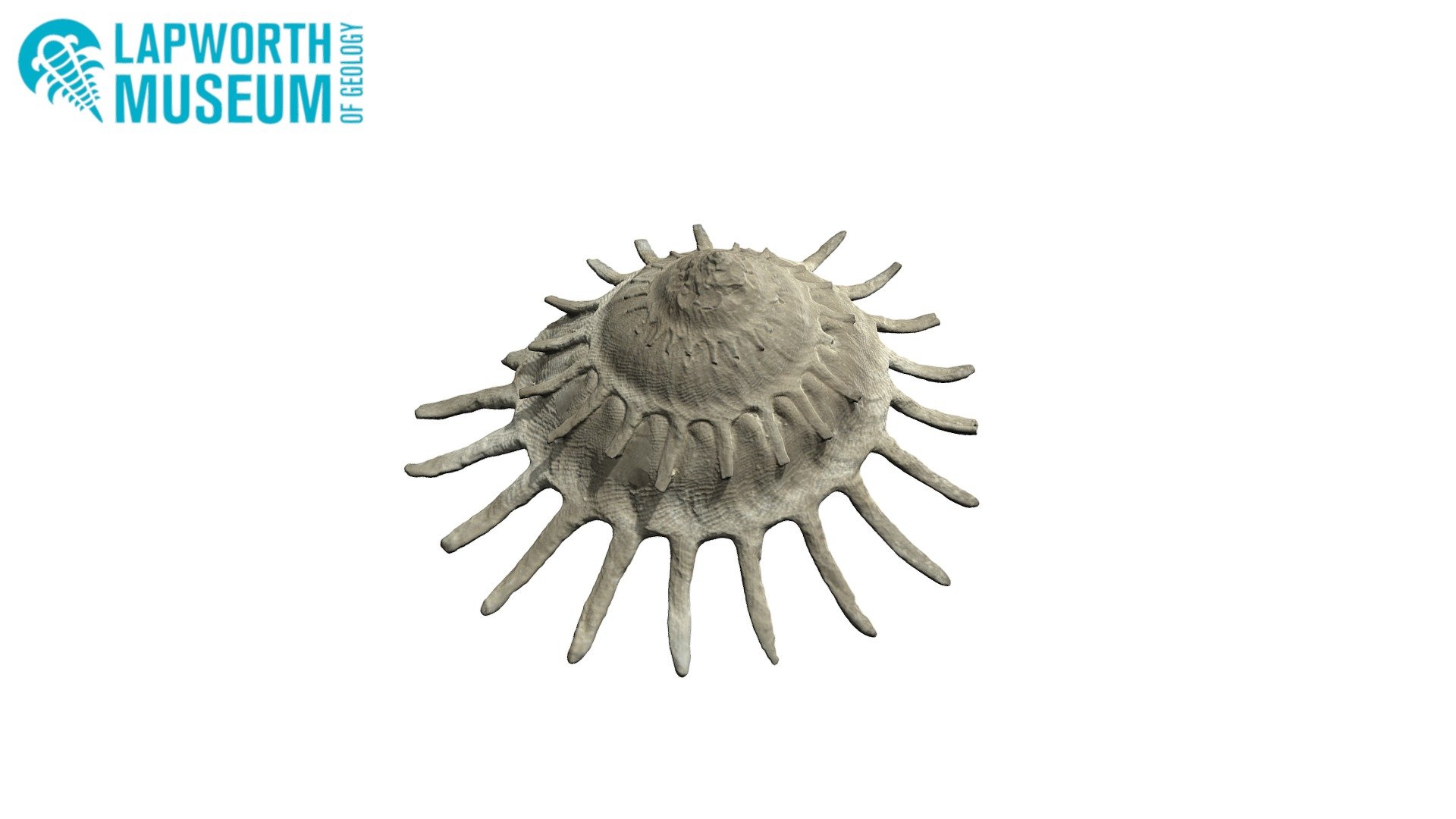 Stellaria solaris BIRUG 19252 - Download Free 3D model by Lapworth ...