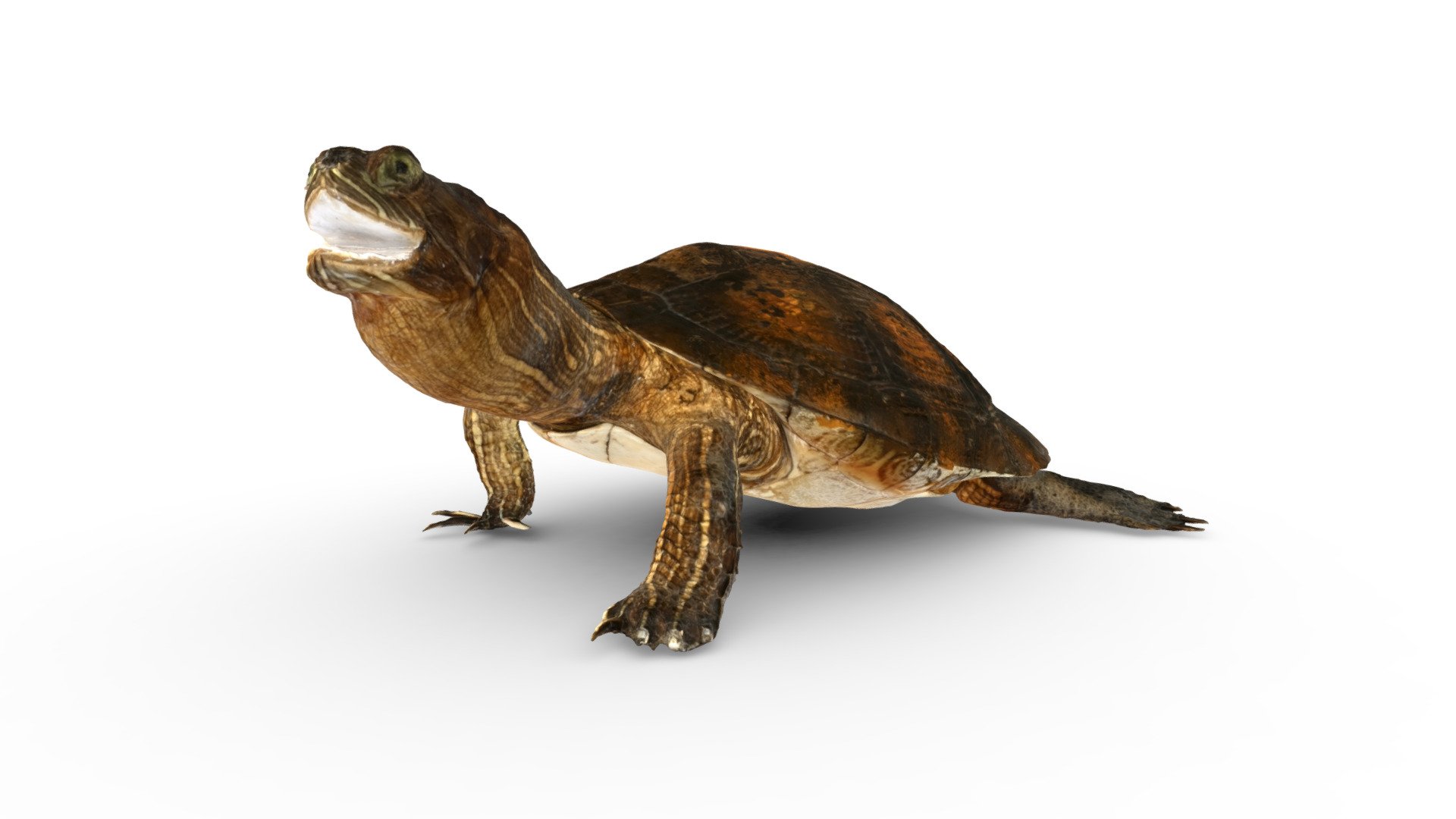 Cuban Slider - 3D model by relative.berlin [732172e] - Sketchfab
