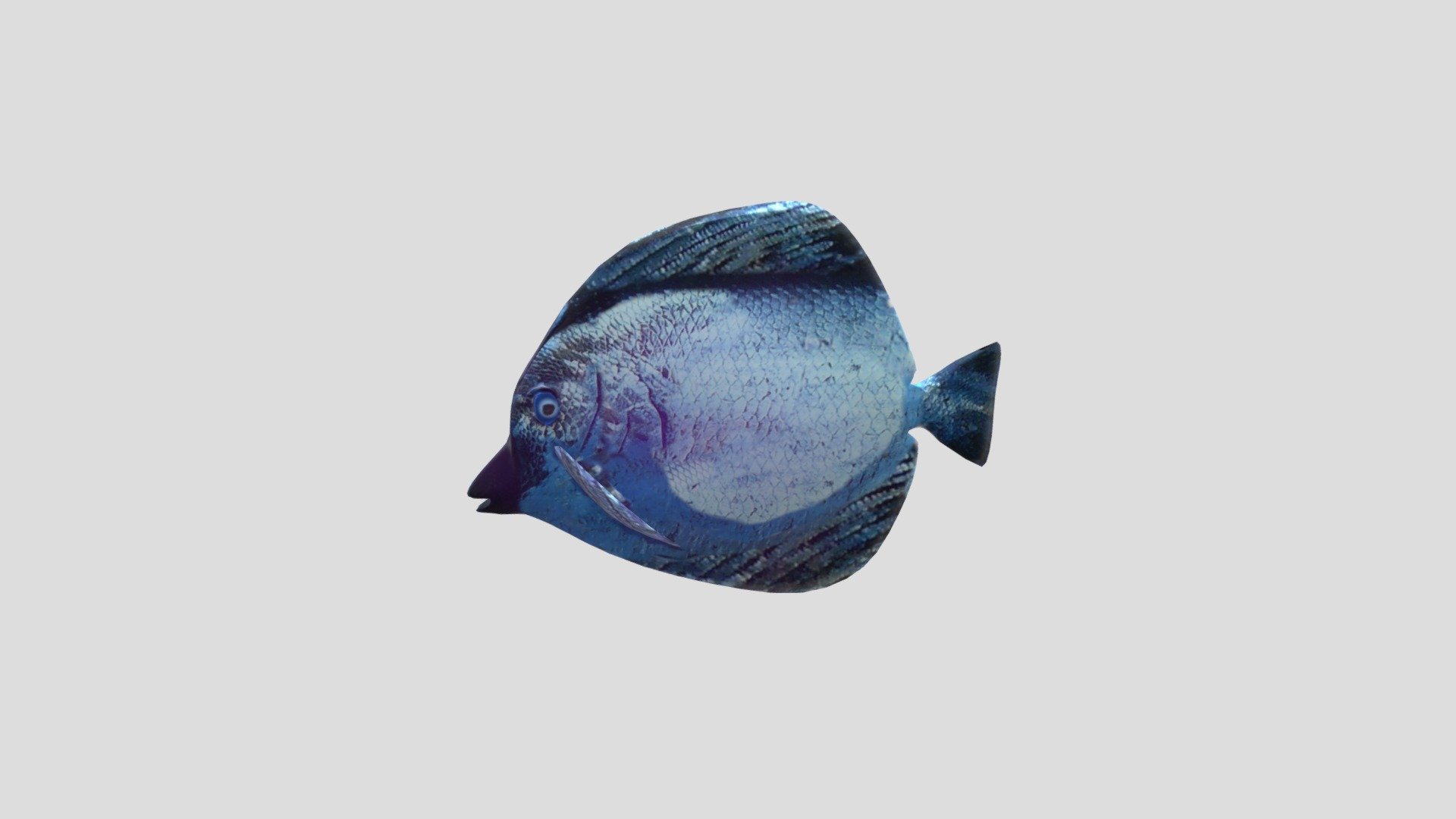 Fish - 3D model by EducationalMoose [732c347] - Sketchfab