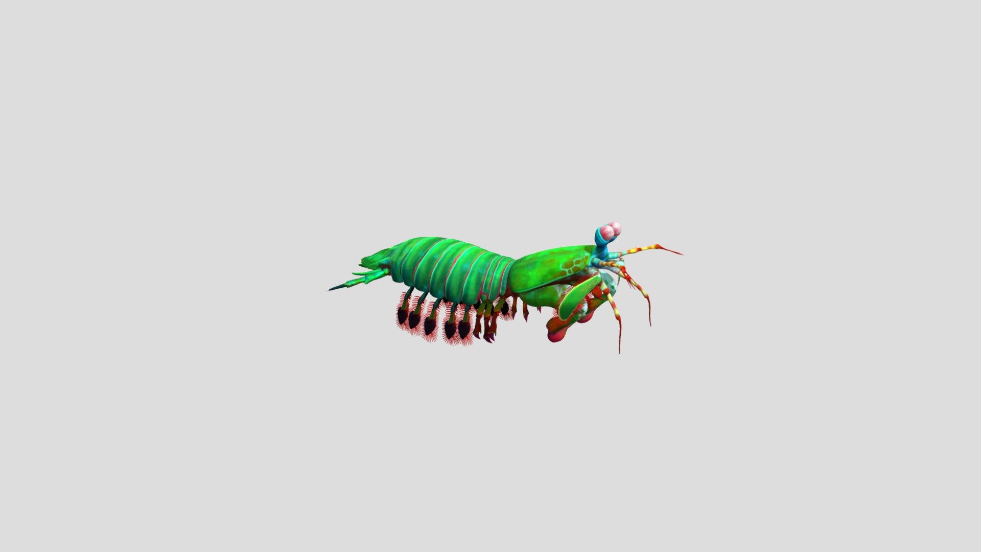 Mantis Shrimp 3dpc - Download Free 3D model by Julialovehearts [7339bb9 ...