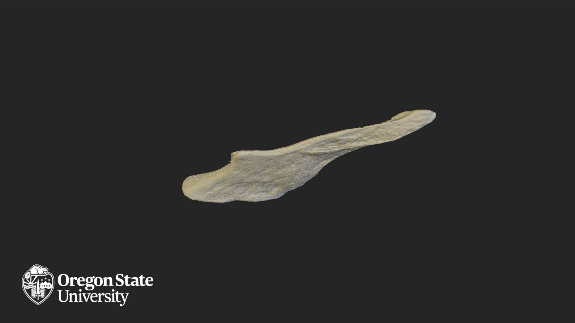 Vomer - Download Free 3D model by Oregon State University | Ecampus ...