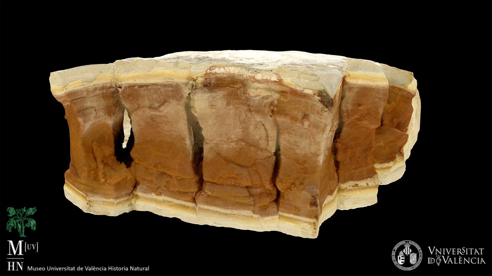 Septarian nodule (concretion) - Download Free 3D model by Museo [UV ...