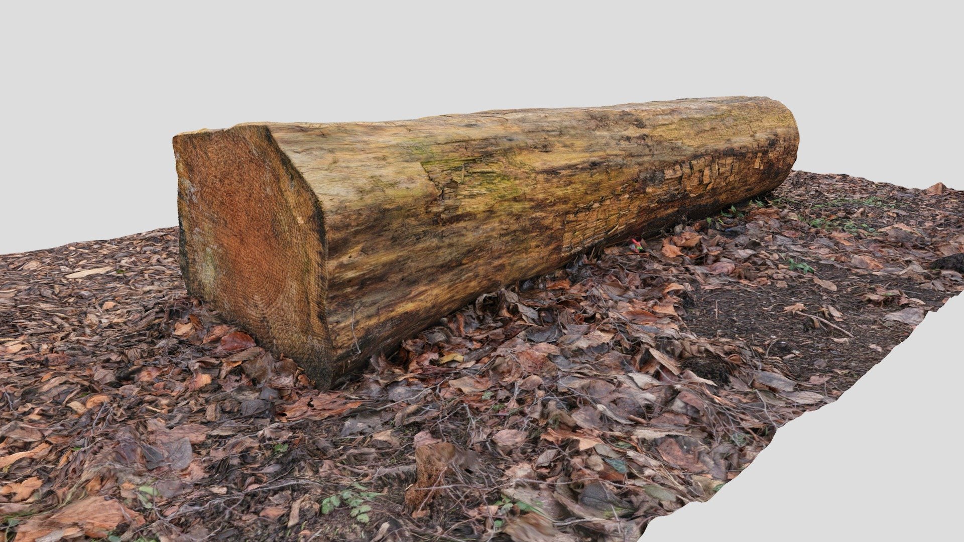 Tree scan 8k 010 - Buy Royalty Free 3D model by immerge [734780a ...