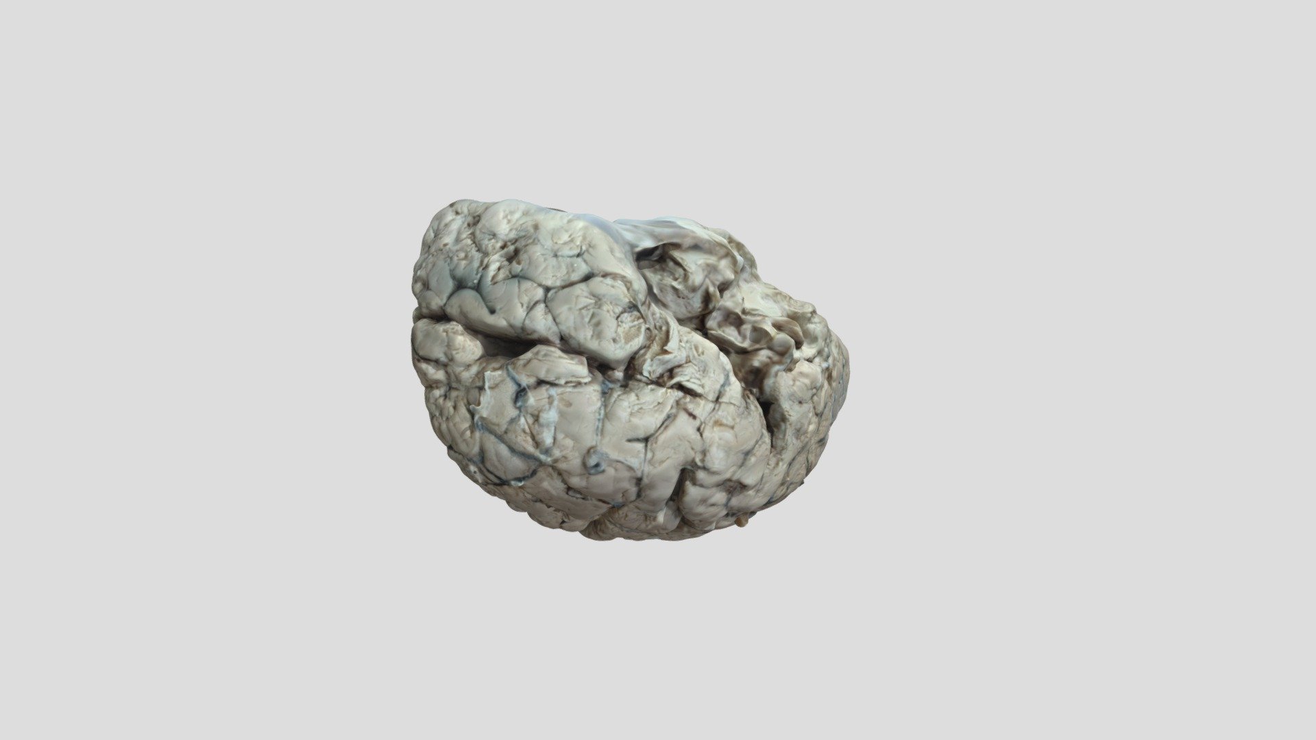 LÒBULO PARIETAL - 3D model by anayeli.segovia [734944c] - Sketchfab