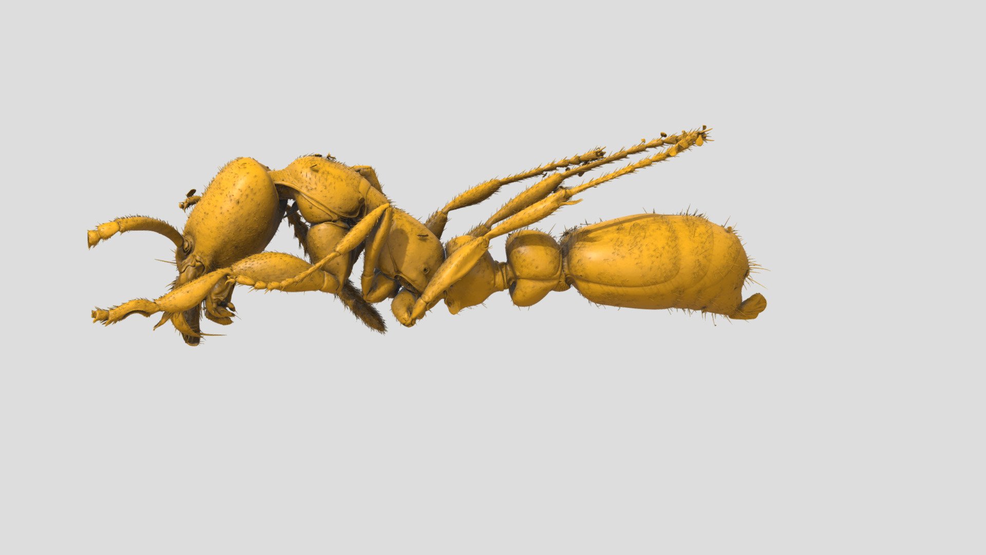 CASENT0745809 Protanilla rong worker - 3D model by Economolab (@arilab ...