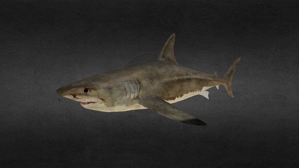 Fish - A 3D model collection by luke.harpie - Sketchfab