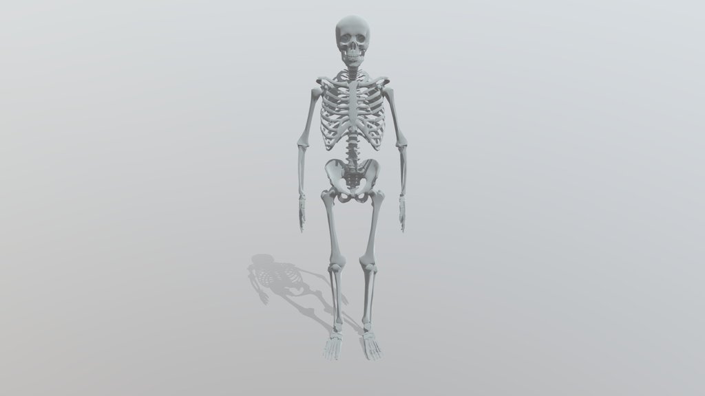 skeleton - A 3D model collection by yukiharu3064 - Sketchfab