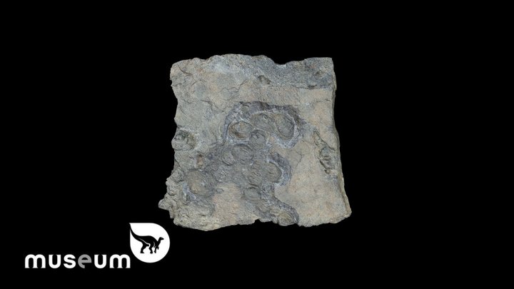 Salteri 3D models - Sketchfab