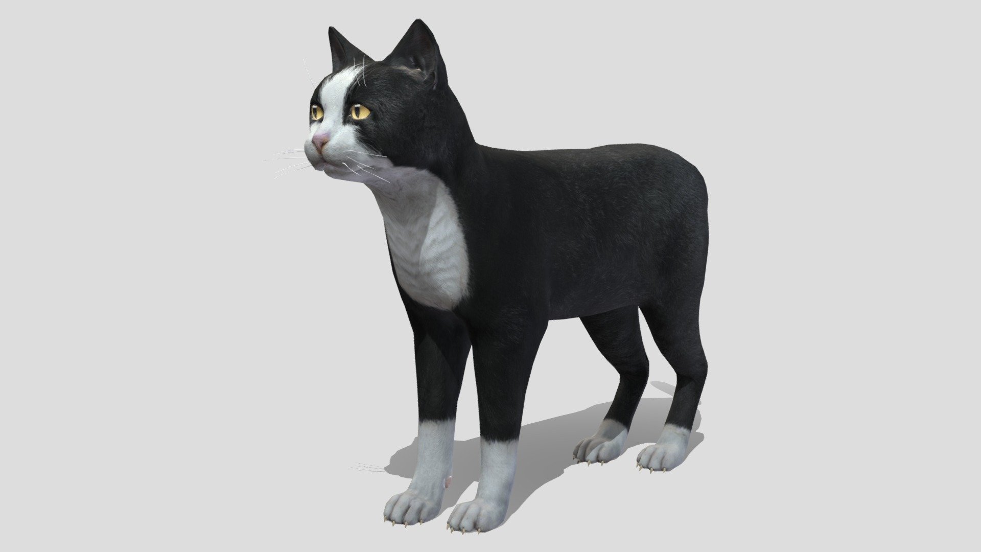 Cat's all animations - Buy Royalty Free 3D model by RedDeer (@billl90 ...