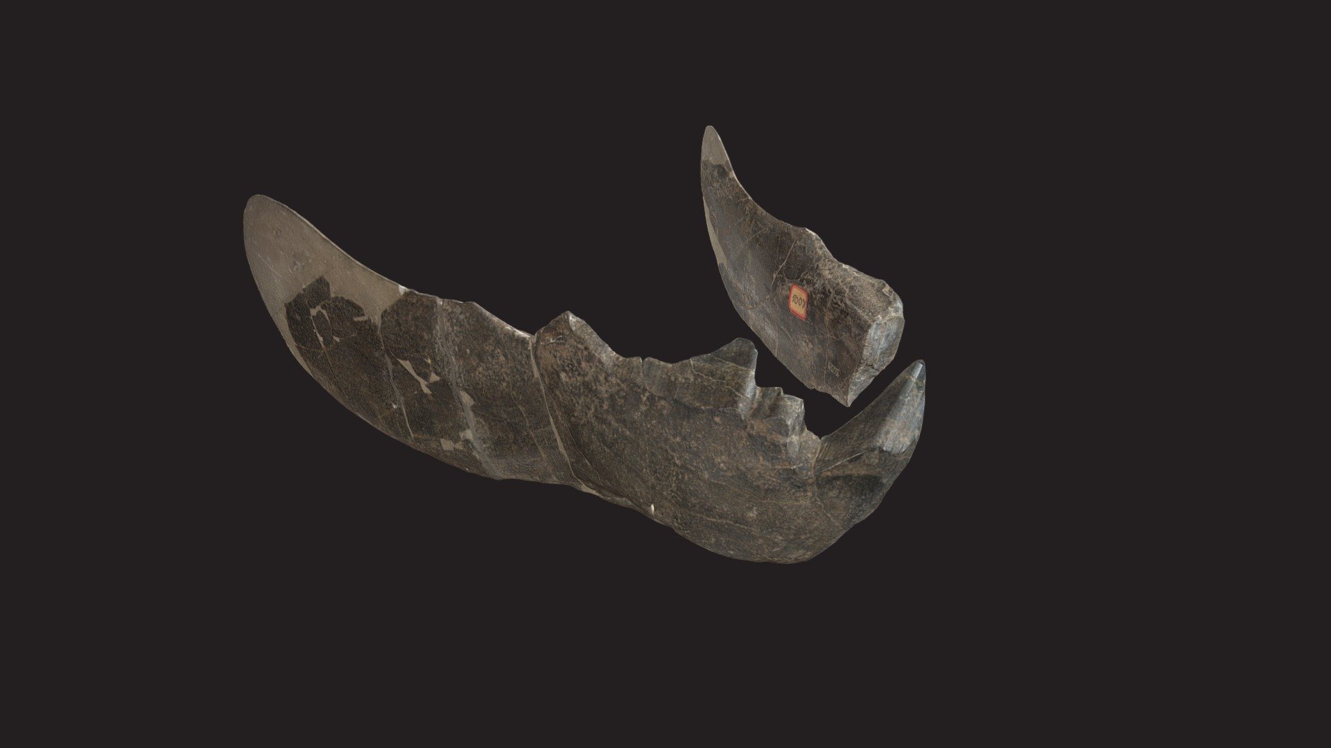 CMNH 5007, Dunkleosteus terrelli infragnathals - 3D model by Cleveland ...