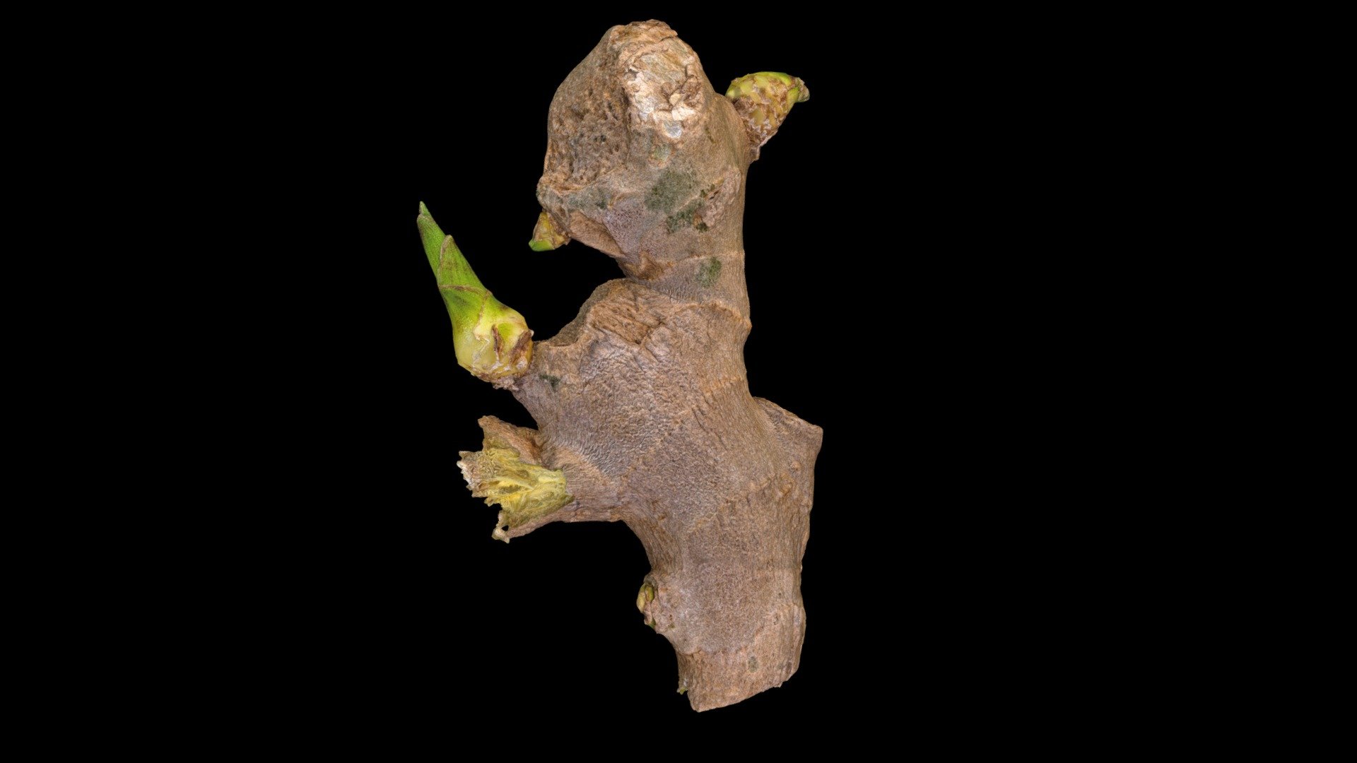 Ginger Macro Photogrammetry - Download Free 3D model by Stephan Buth ...