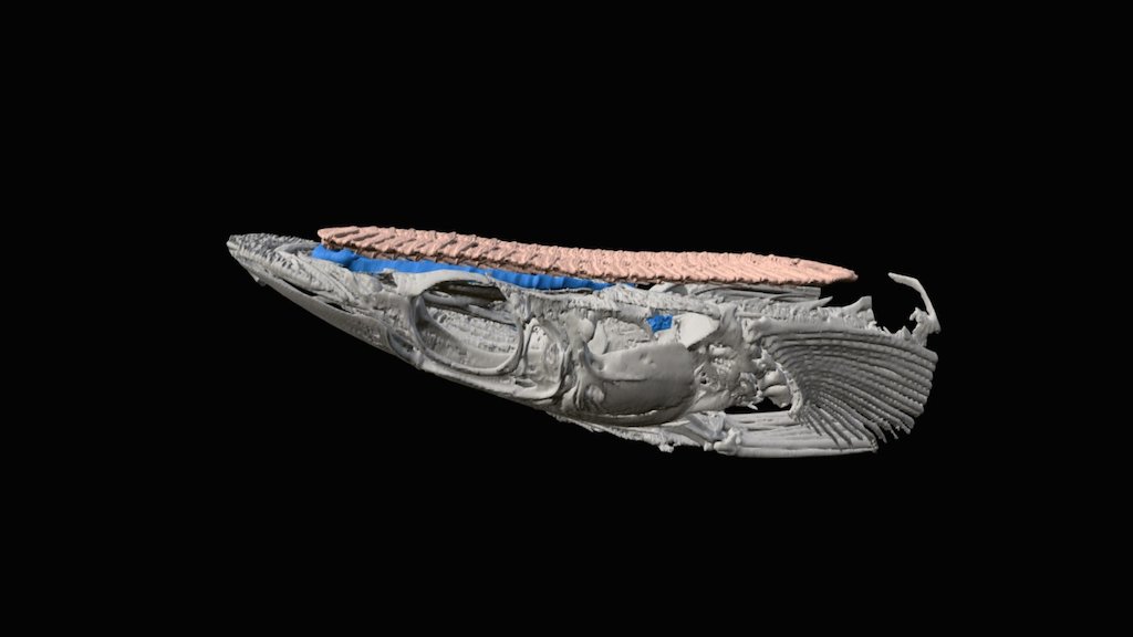 Cranial veins of the remora - 3D model by flammanglab [7371174] - Sketchfab