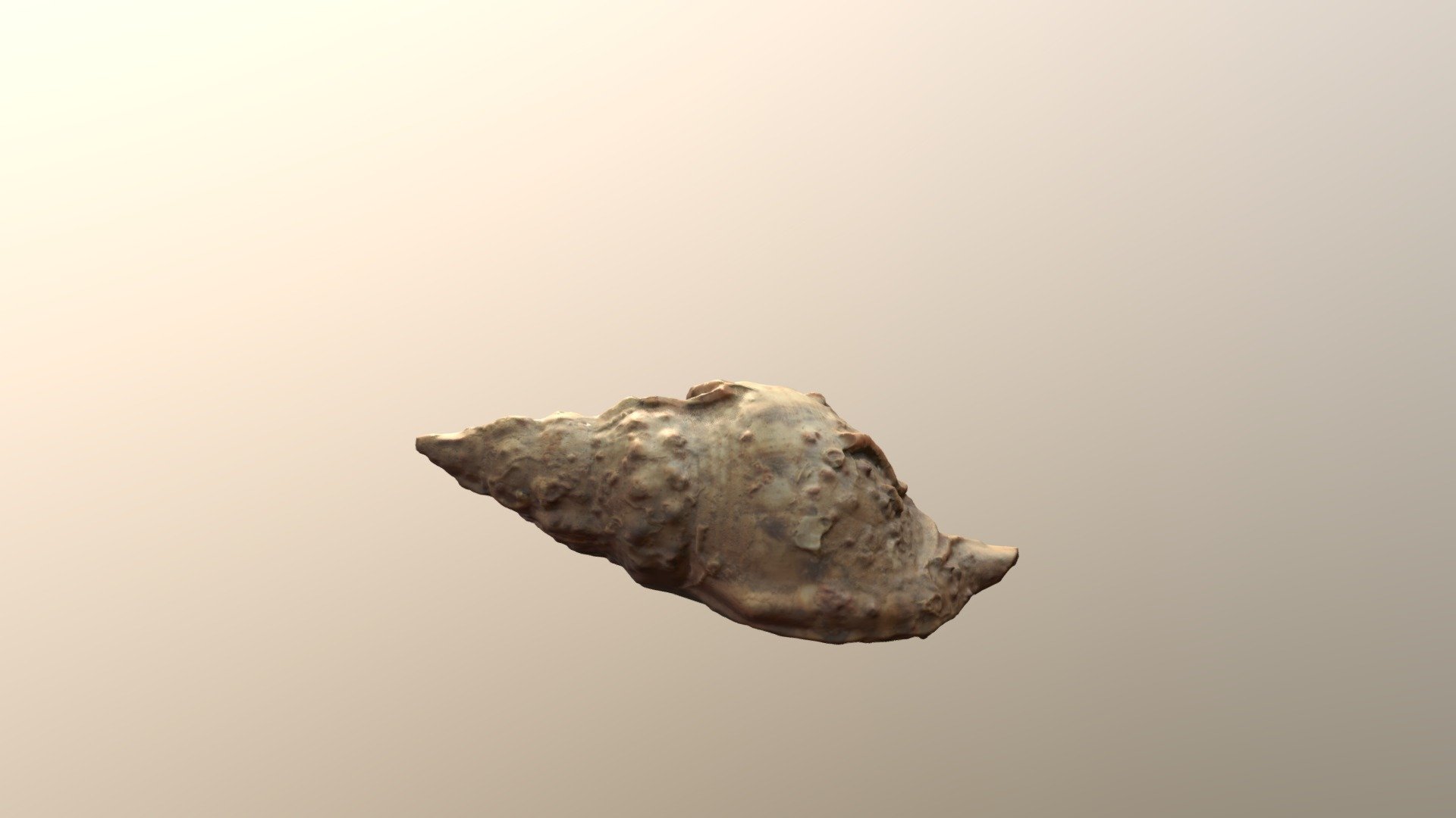 Conch shell (Scan) - 3D model by Wissam A (@Vhalteix) [737359d] - Sketchfab