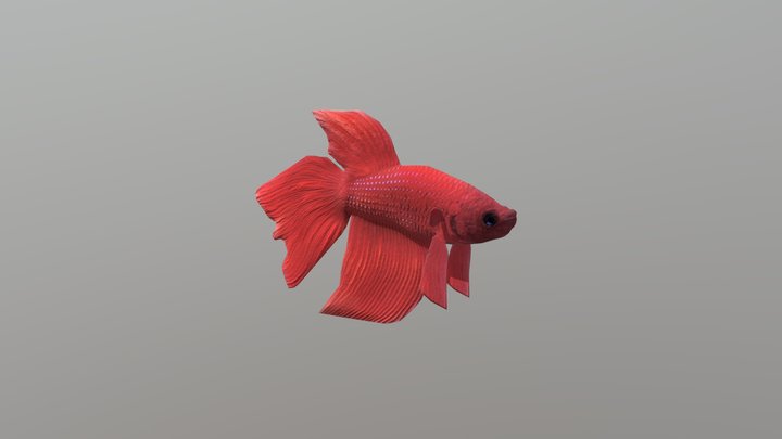 Betta-fish 3D models - Sketchfab