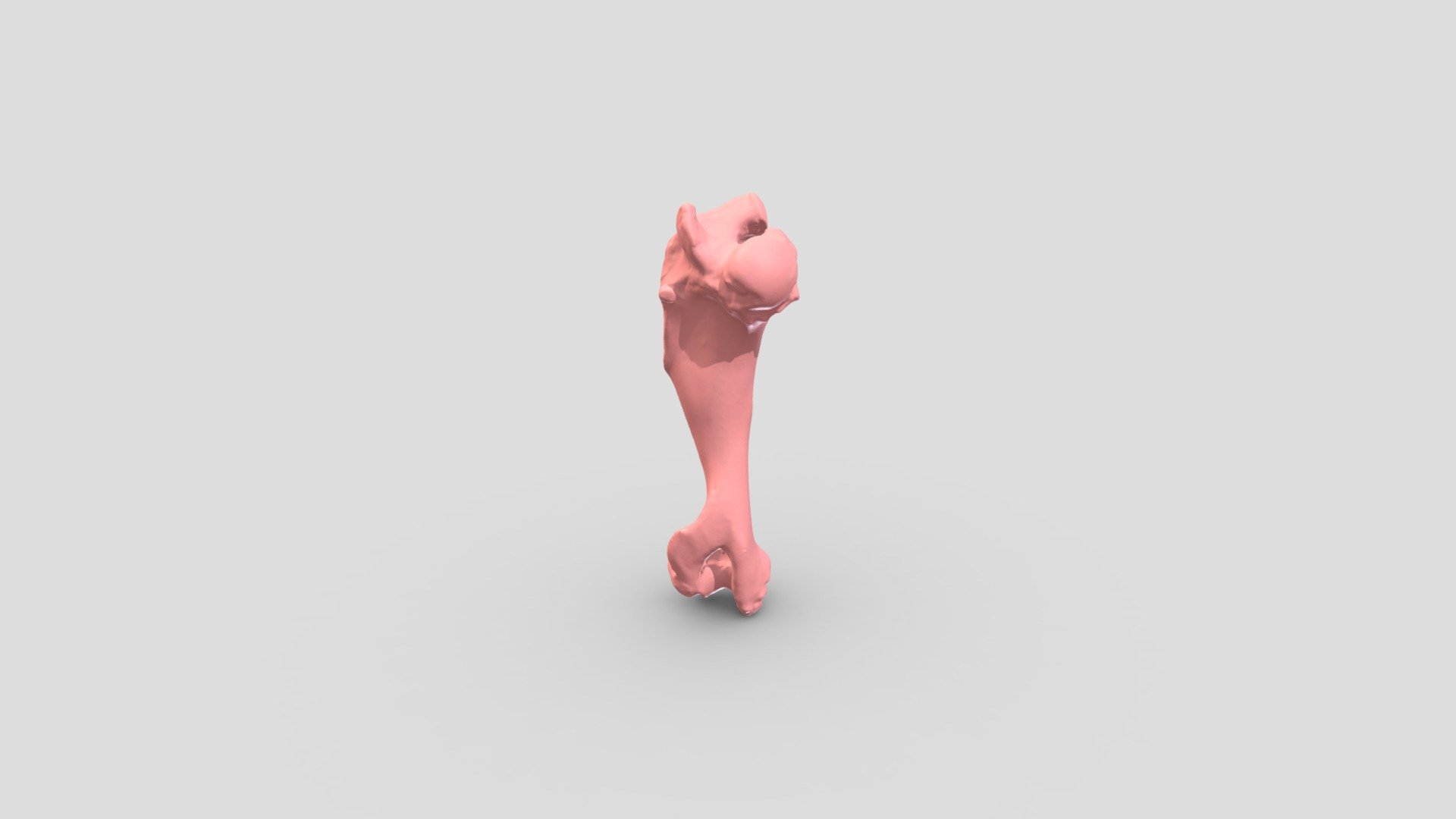Pig Humerus - 3D model by PeterFalkingham (@pfalkingham1) [737df7e ...