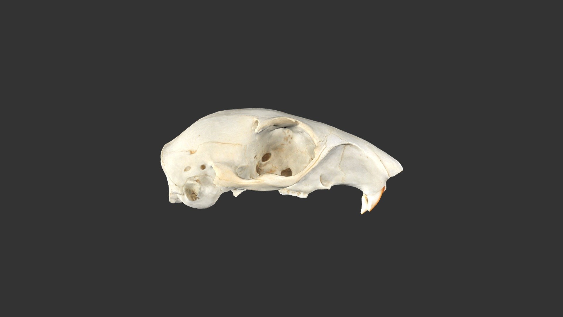 Eastern Gray Squirrel, Cranium - 3D model by RLA Archaeology (@rla ...