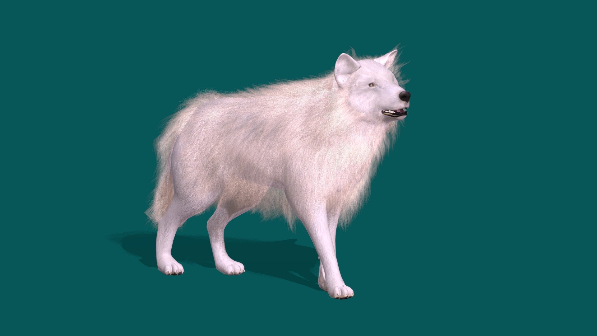 Arctic Wolf - Buy Royalty Free 3D model by Nyilonelycompany [737f7e8 ...