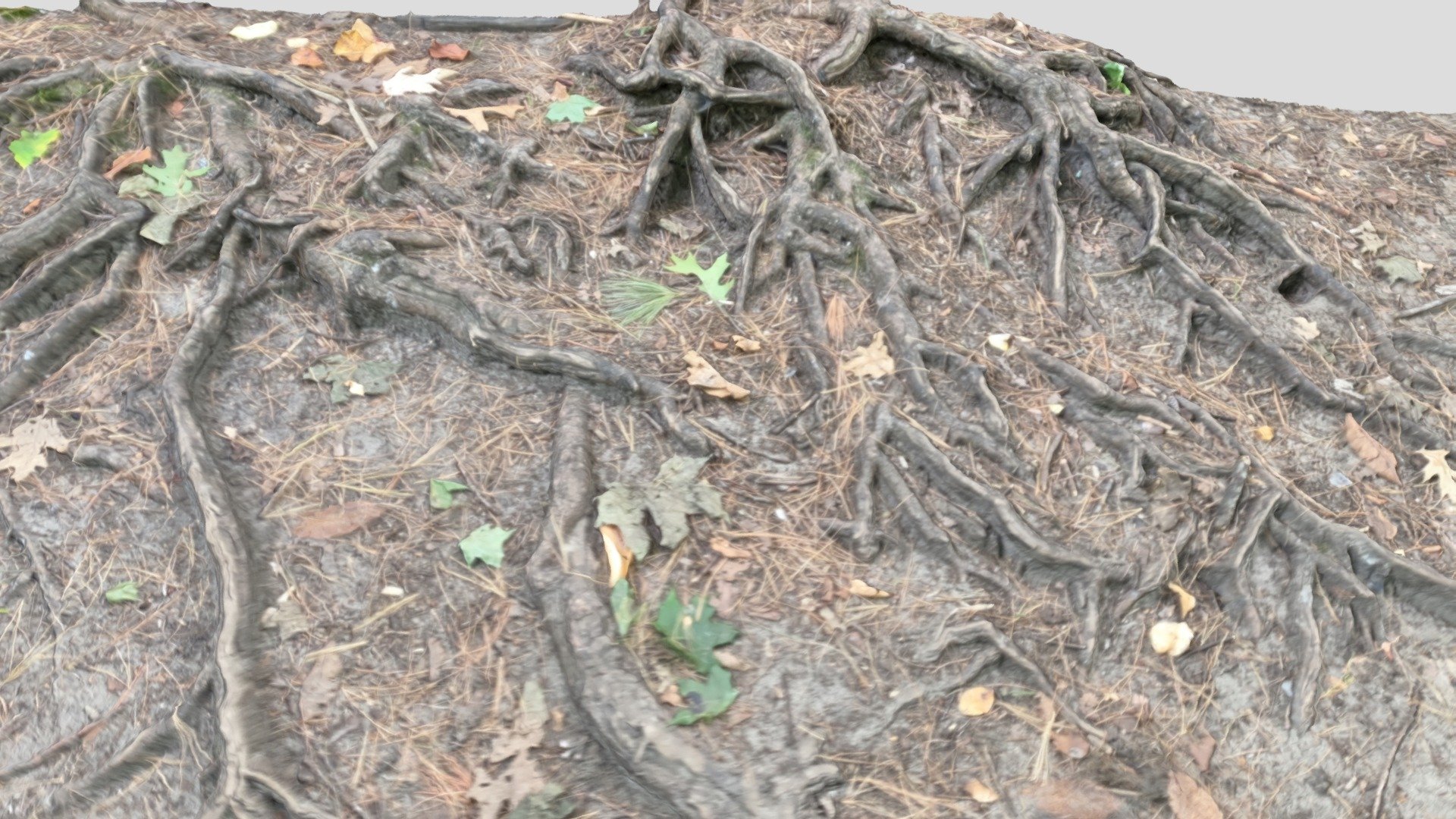 Roots - Download Free 3D model by MattMakesSwords - Scans ...