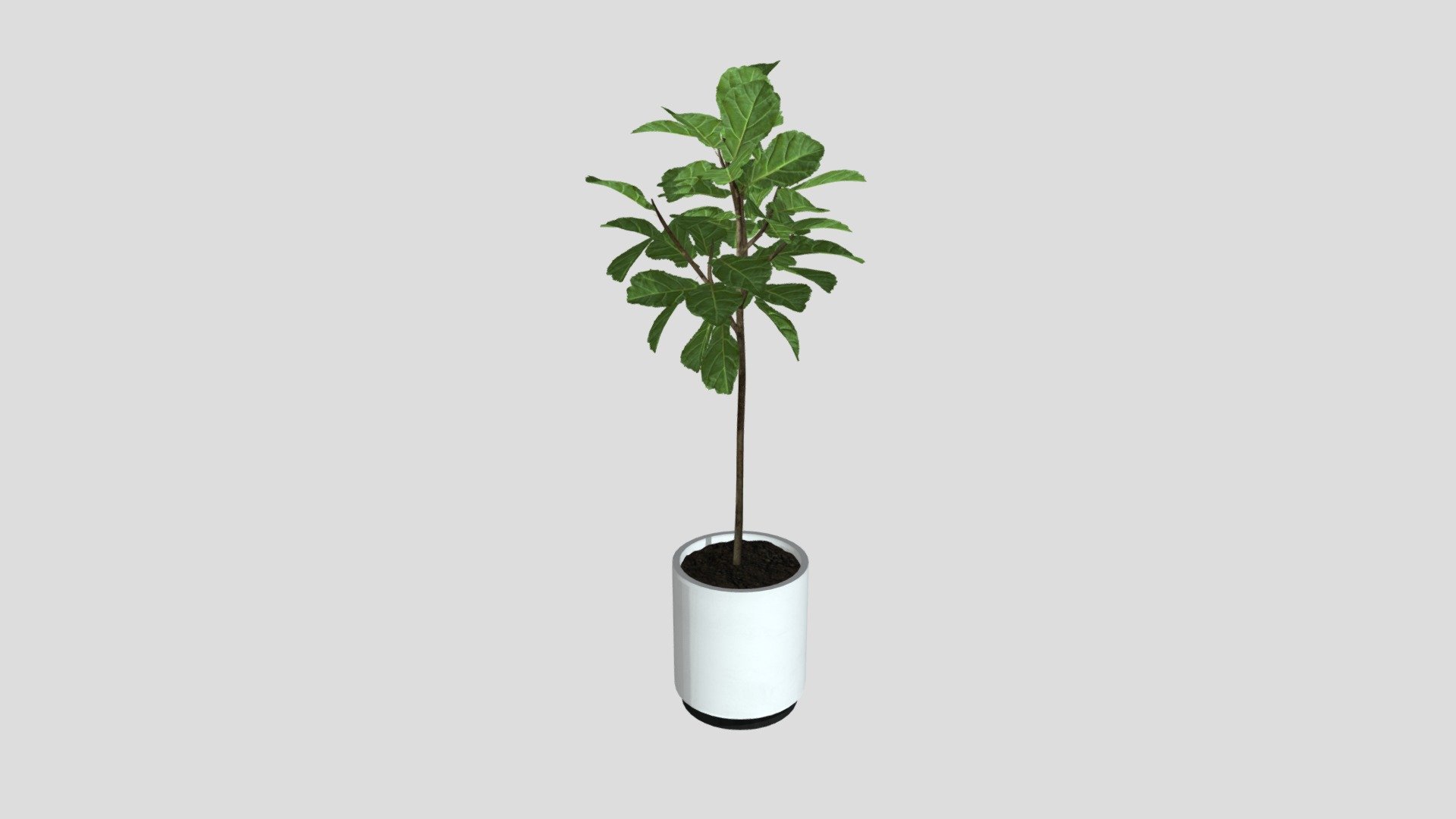 Maceta_01 - Download Free 3D model by vrmaxlab [738786a] - Sketchfab