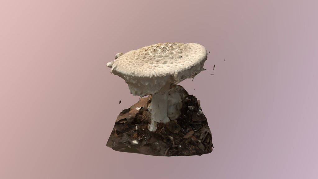 Reino Fungi - A 3D model collection by roxanaolaru02 - Sketchfab