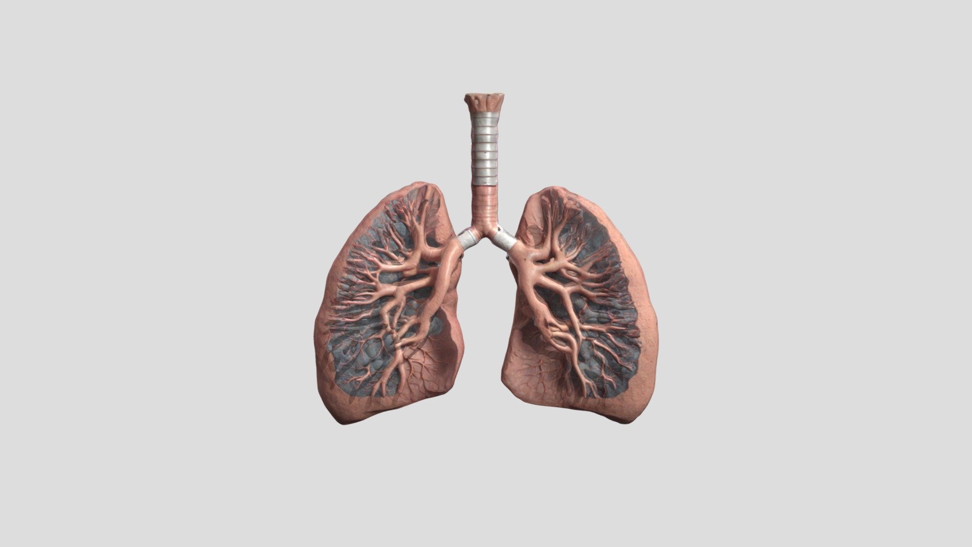 Detail anatomi paru-paru manusia - 3D model by rahma128 [738f961 ...