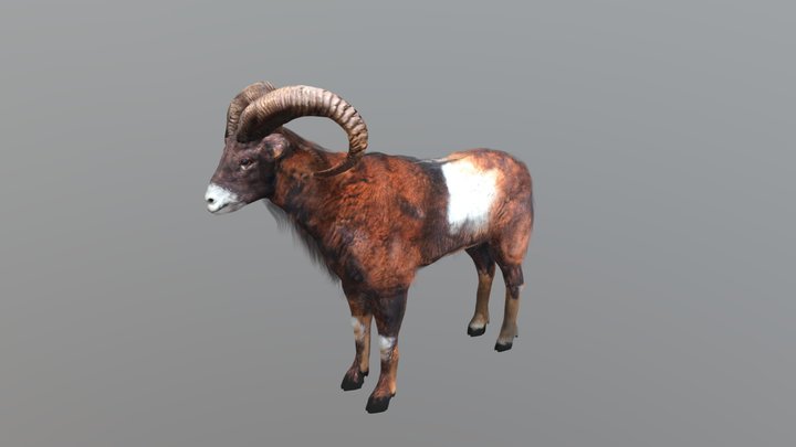 Ram 3D models - Sketchfab