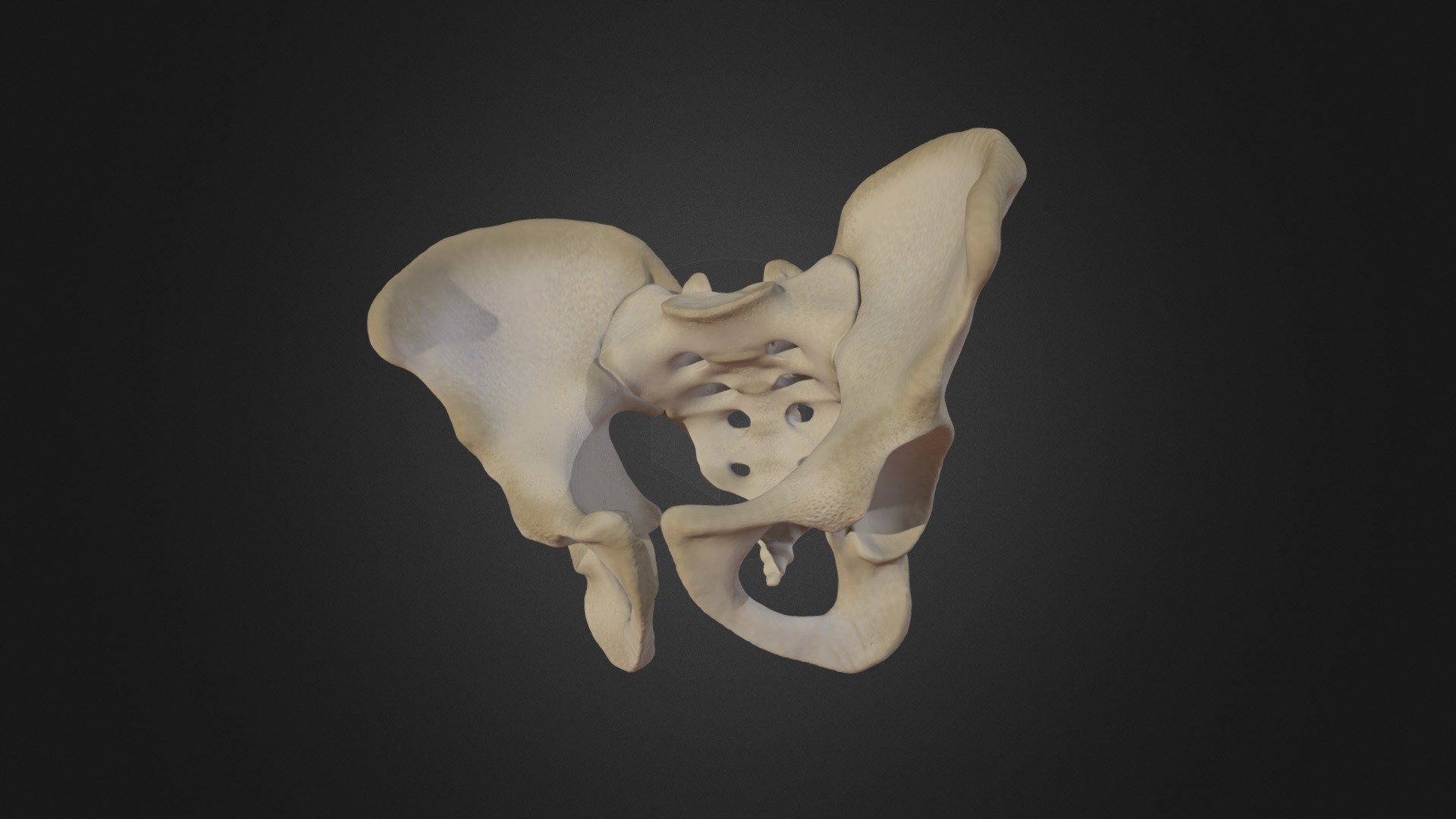 Male Pelvis - 3D model by Renske H. (@renskehoste) [7395044] - Sketchfab