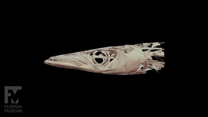 Barracuda Skeleton
