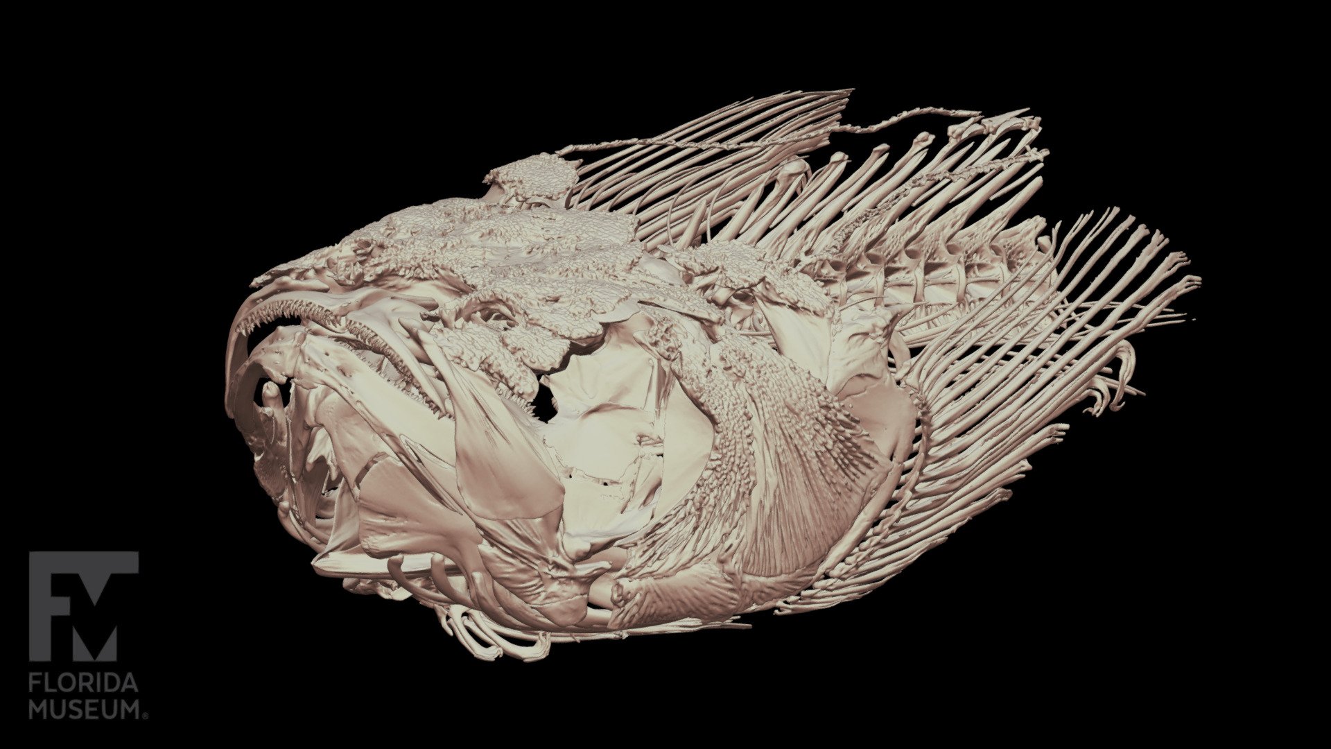 Spotted Stargazer, Uranoscopidae - 3D model by FloridaMuseum [739e0af ...